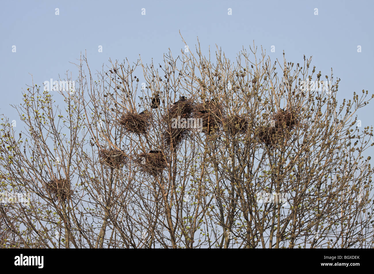 Corvus group hi-res stock photography and images - Alamy