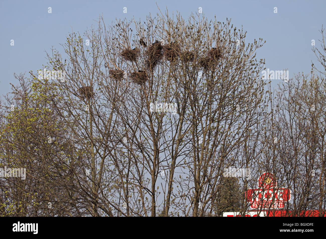 Corvus group hi-res stock photography and images - Alamy