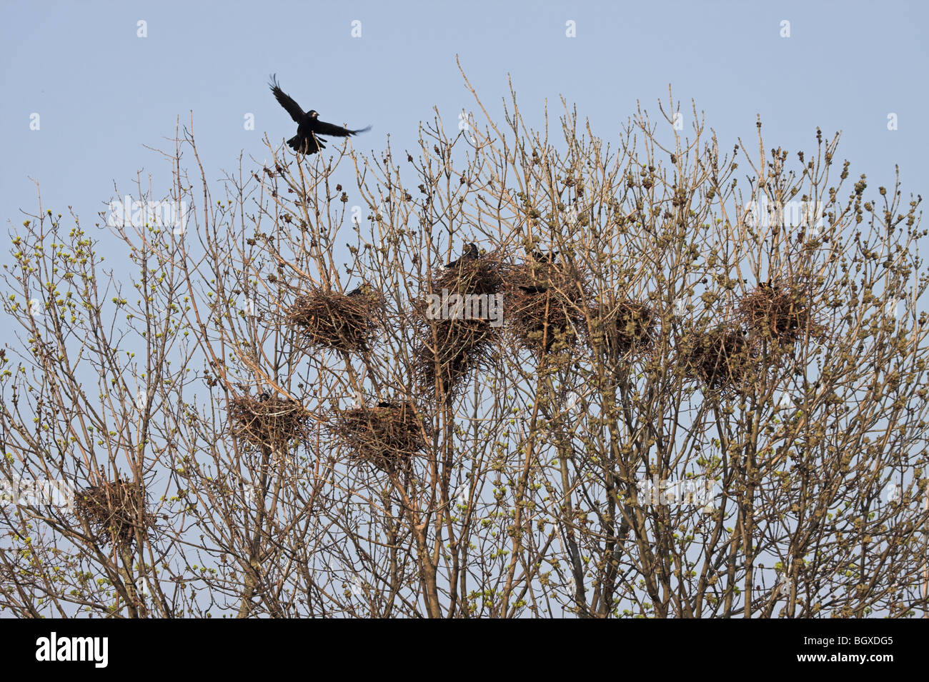 Corvus group hi-res stock photography and images - Alamy