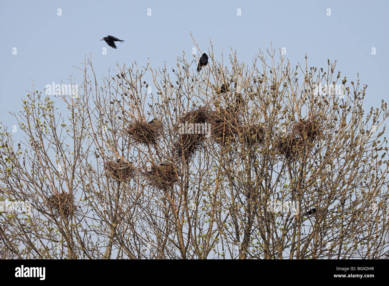 Rook Corvus frugilegus Stock Photo - Alamy