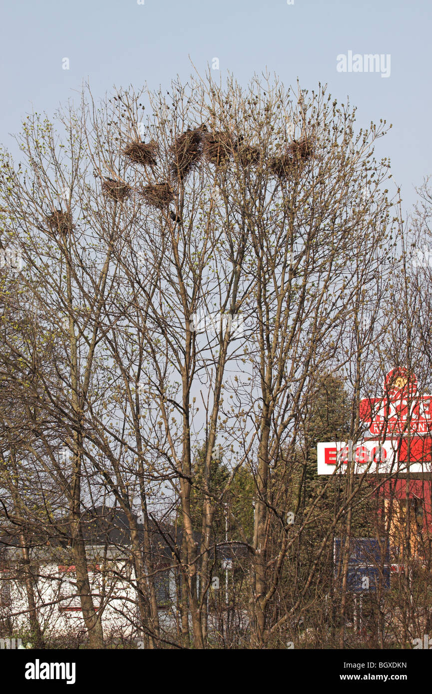 Corvus group hi-res stock photography and images - Alamy