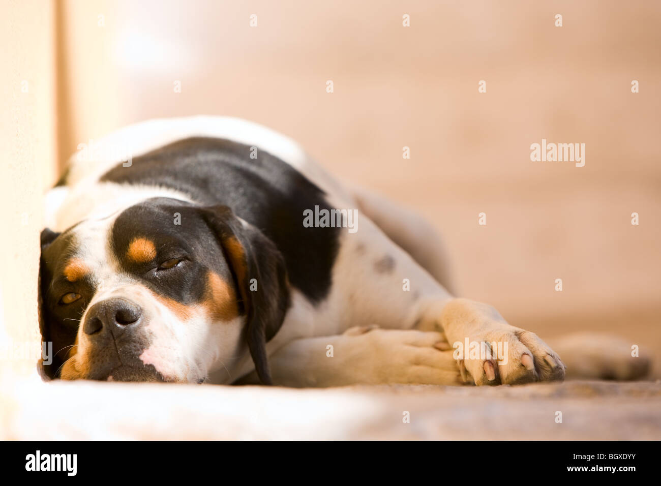 Old lazy dog hi-res stock photography and images - Alamy