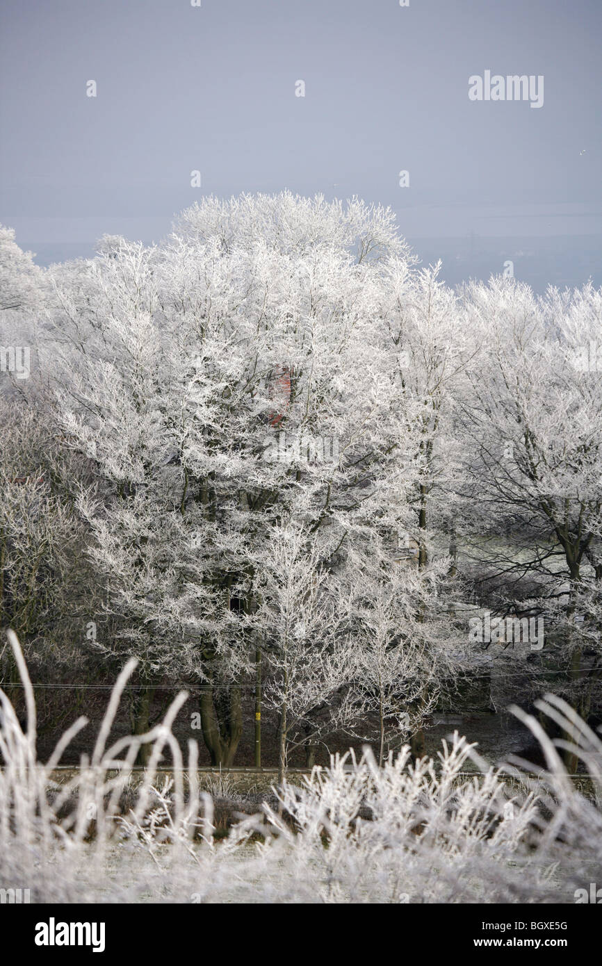 White frosted branches hi-res stock photography and images - Alamy