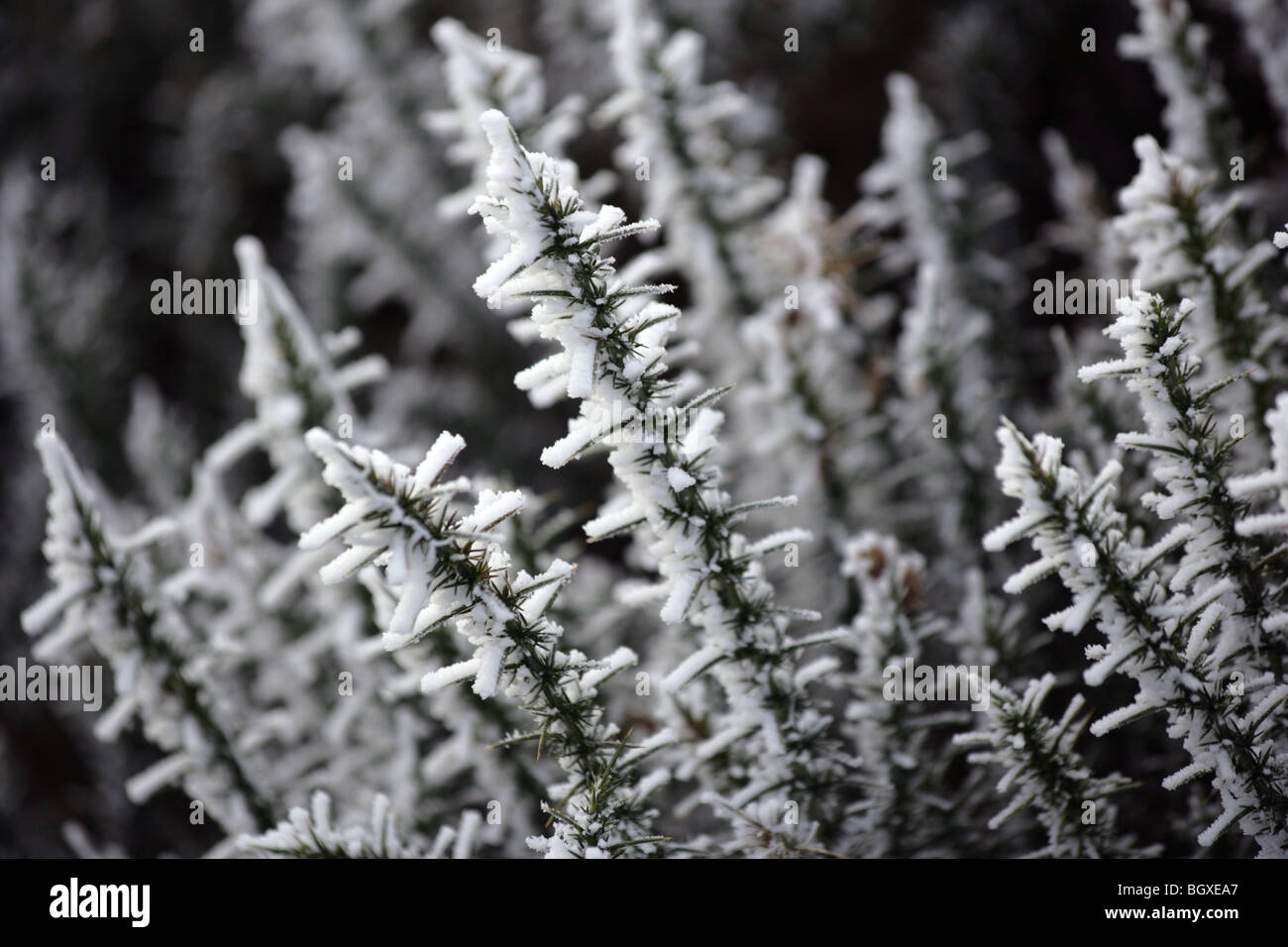 Gorse close up hi-res stock photography and images - Alamy