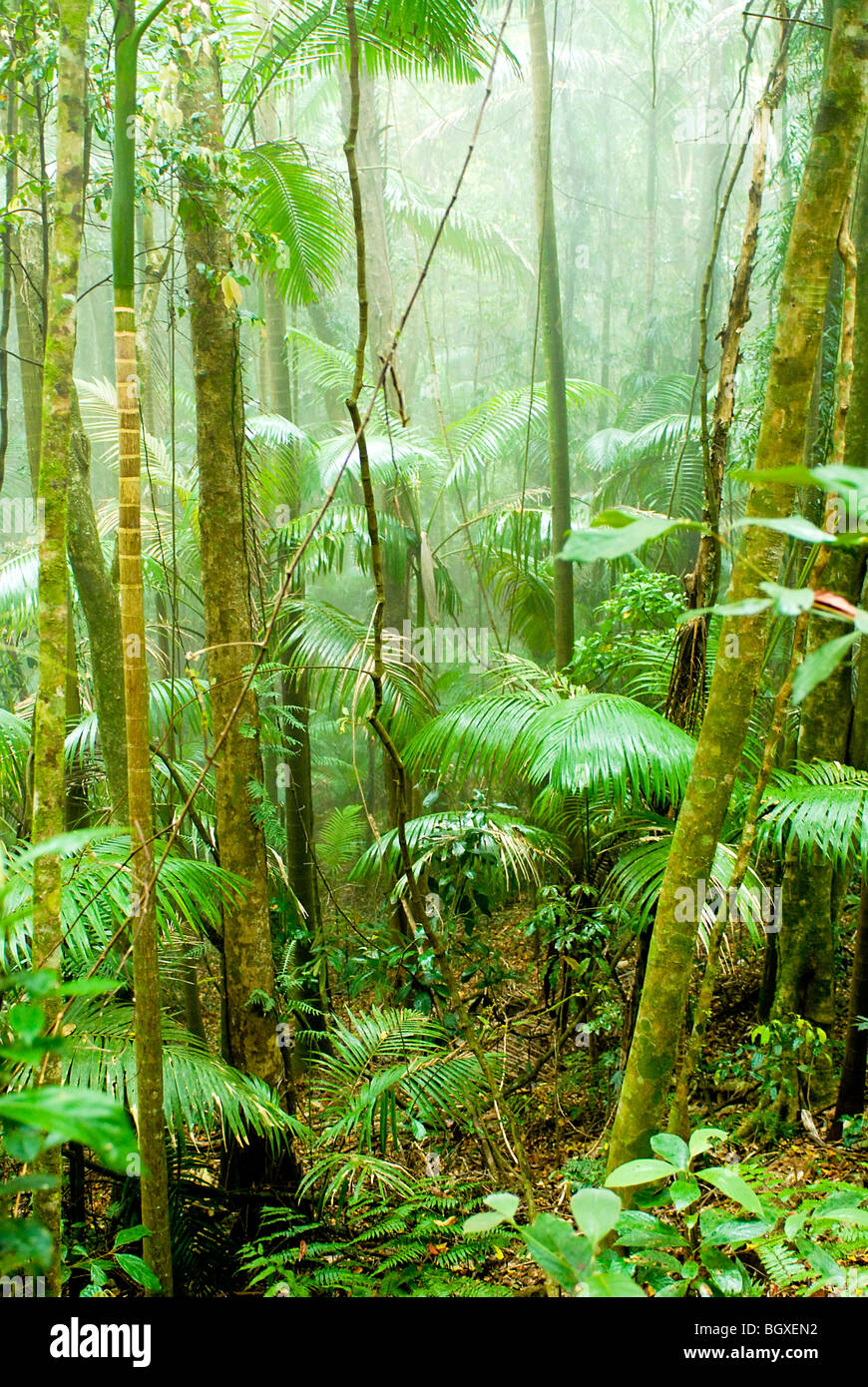 Moist forest areas hi-res stock photography and images - Alamy