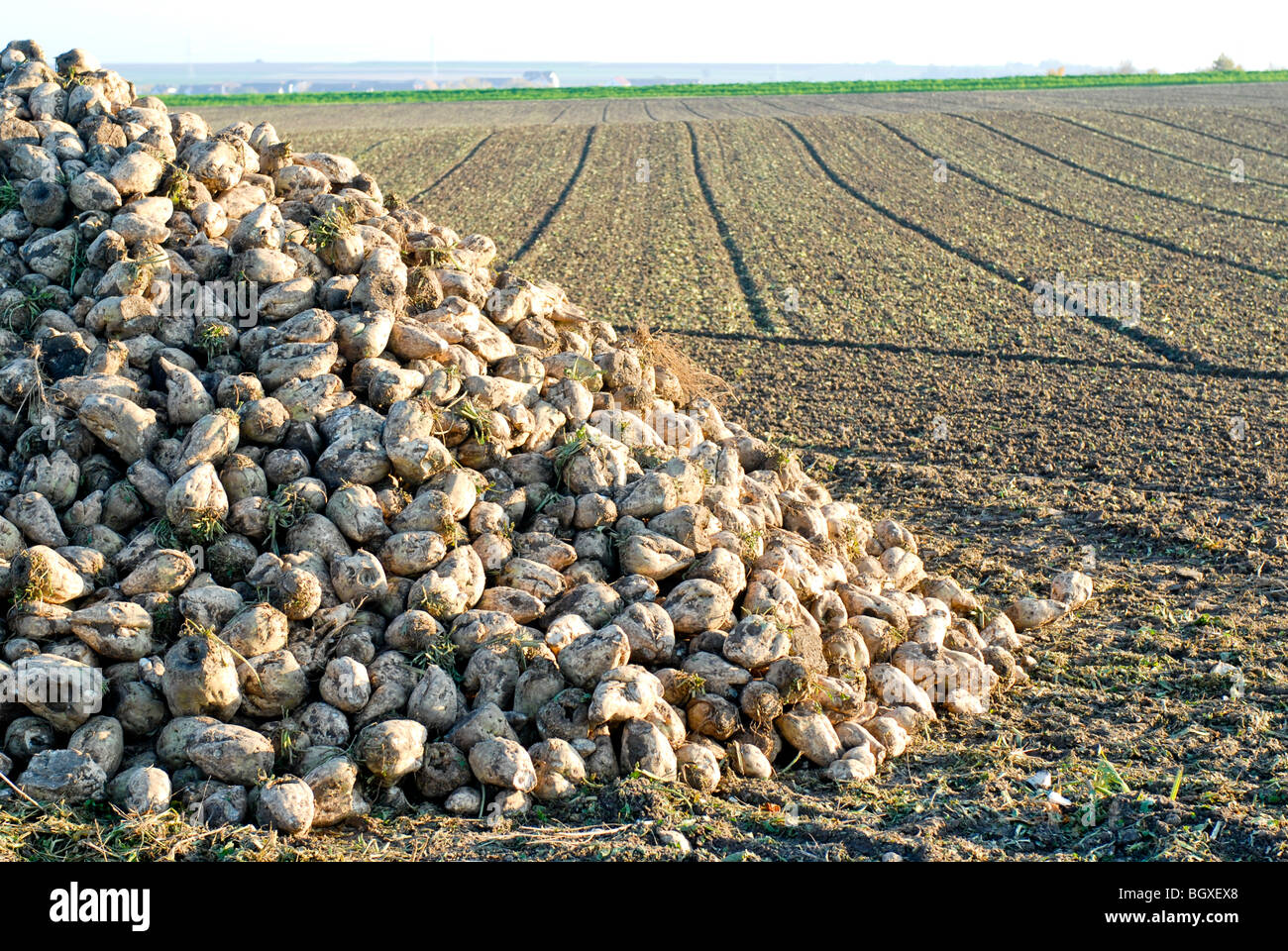 Food picture of beet hi-res stock photography and images - Alamy