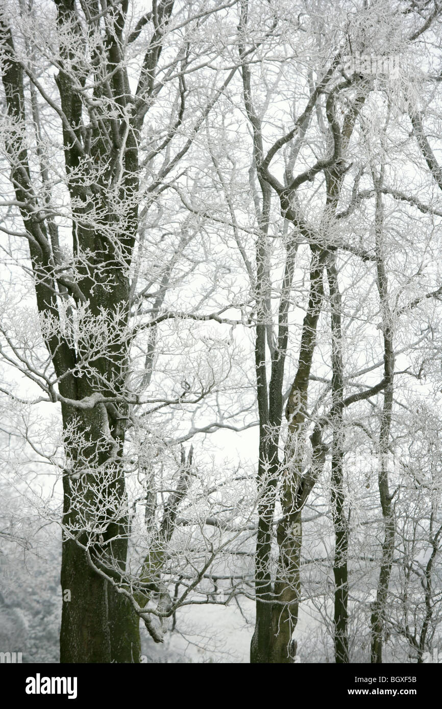 Hoar frost trees hi-res stock photography and images - Alamy