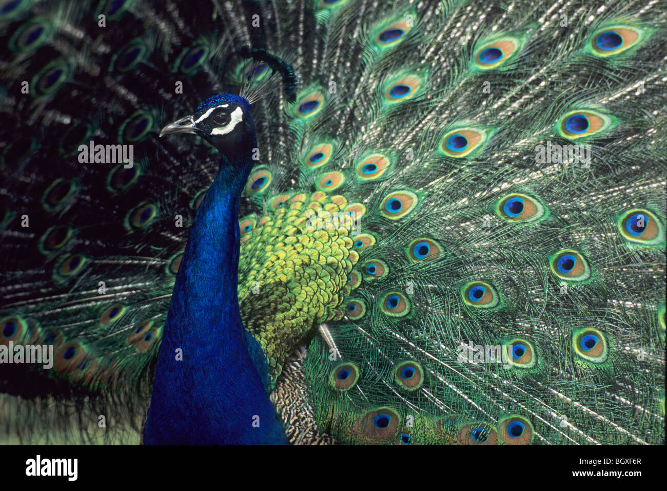 Indian Peafowl (Pavo cristatus) Peacock Stock Photo - Alamy