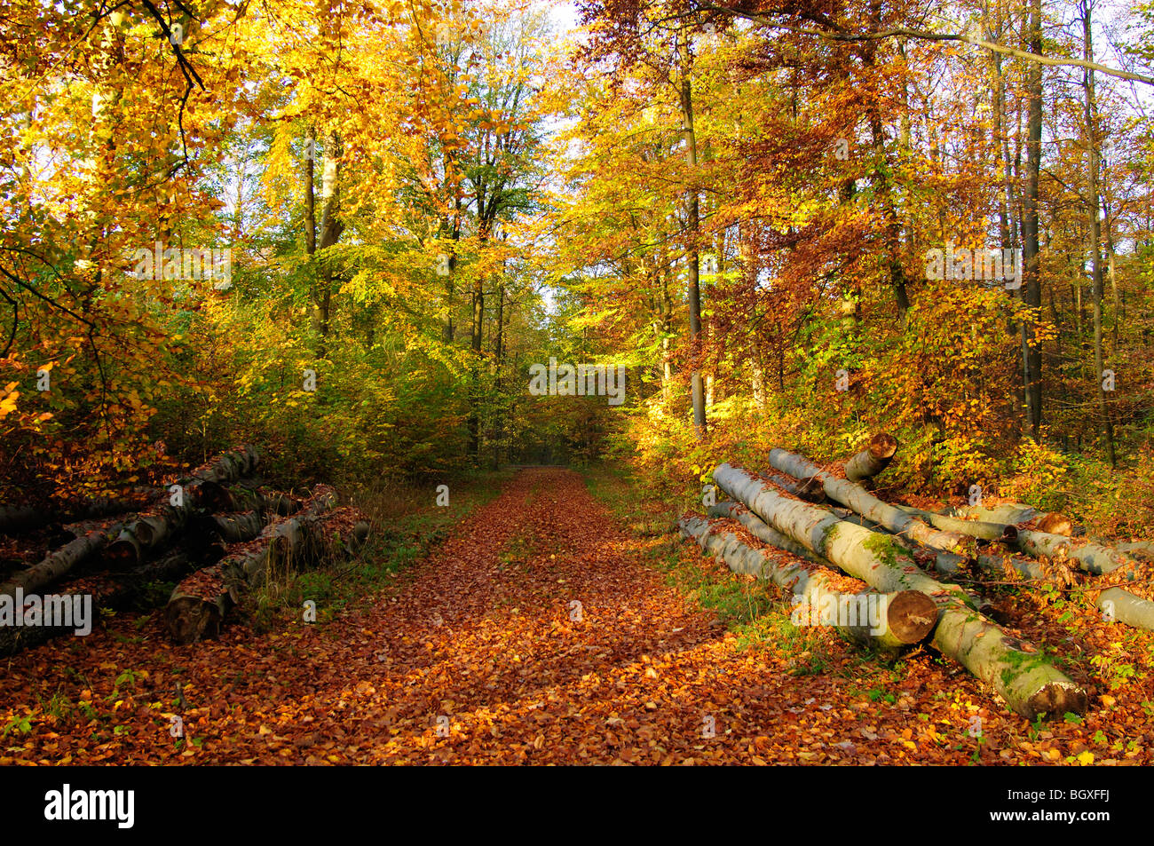 Autumns golden colours hi-res stock photography and images - Alamy