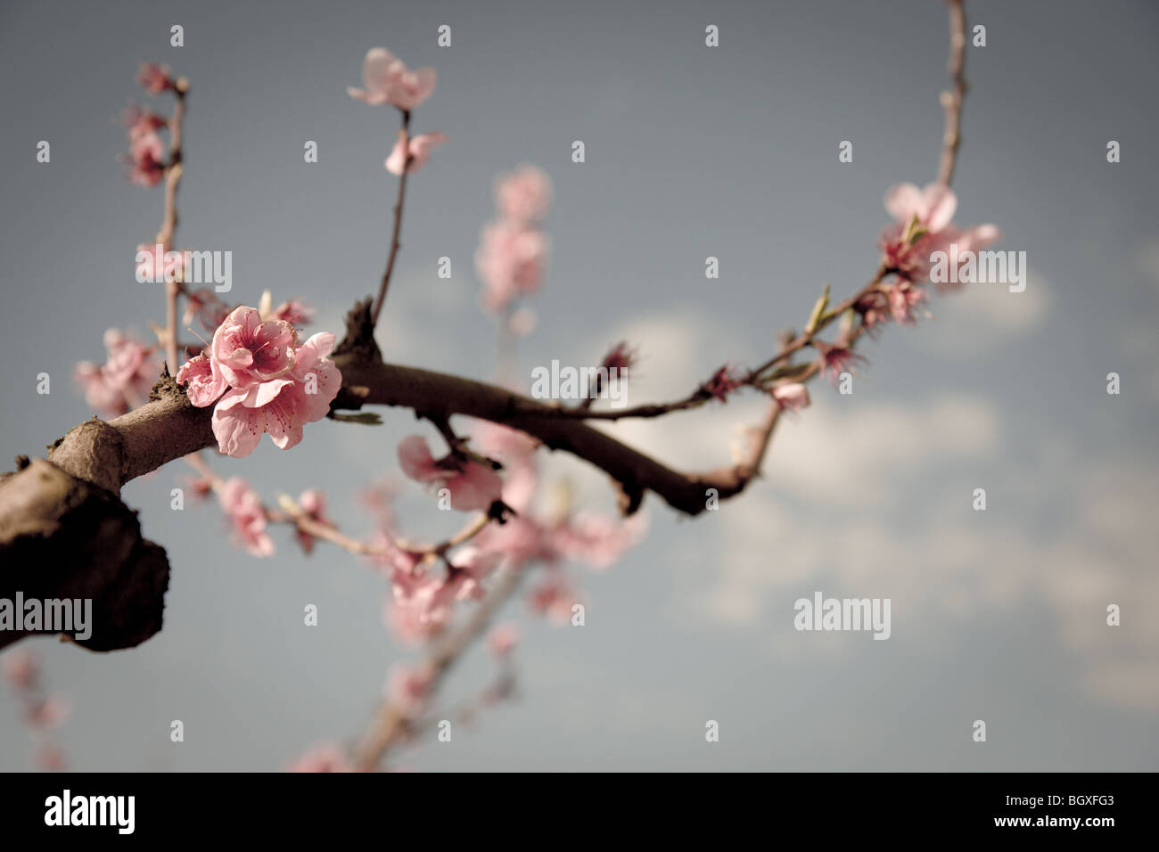 Peach blossom in orchard hi-res stock photography and images - Alamy