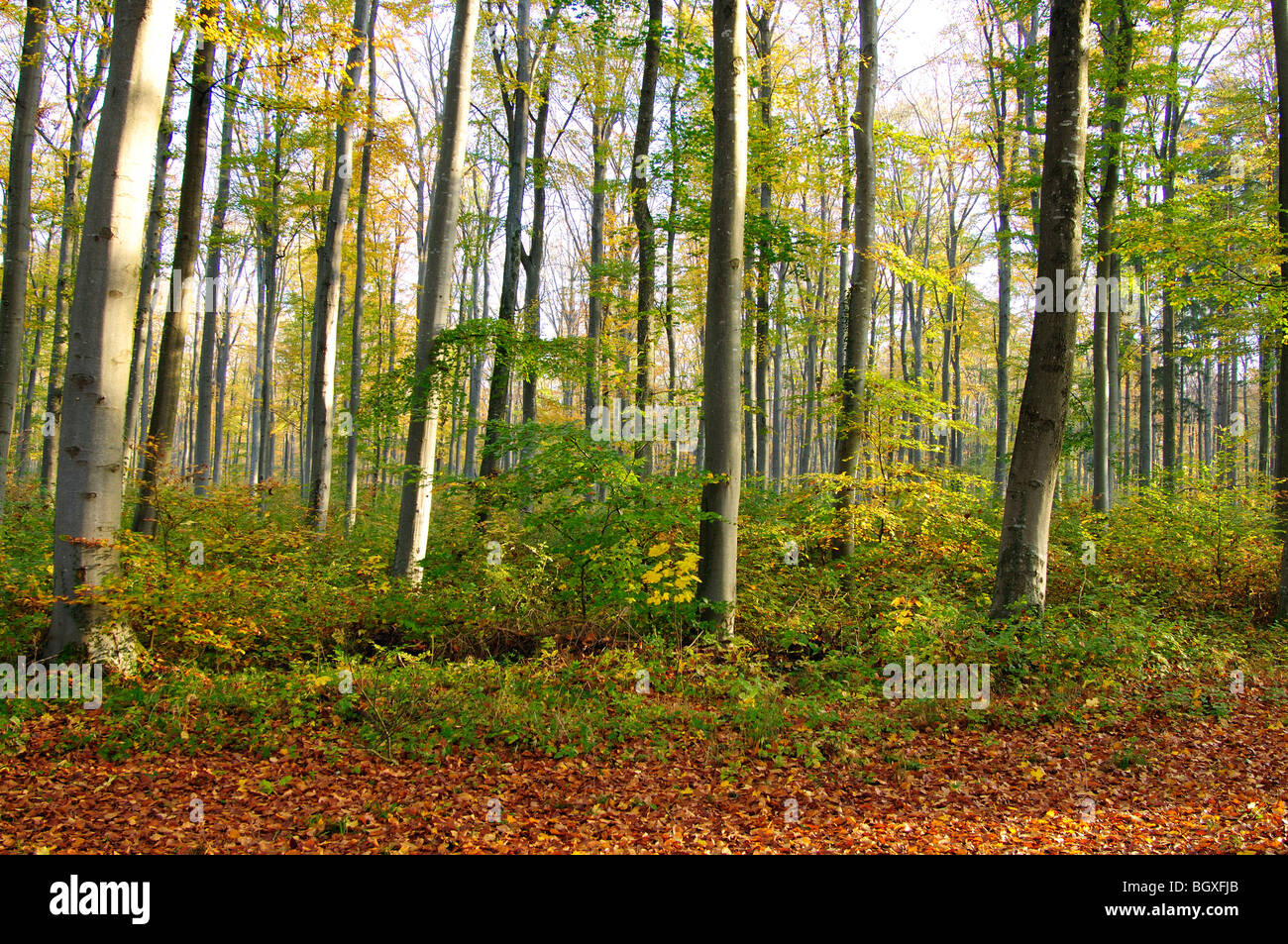 Autumns golden colours hi-res stock photography and images - Alamy