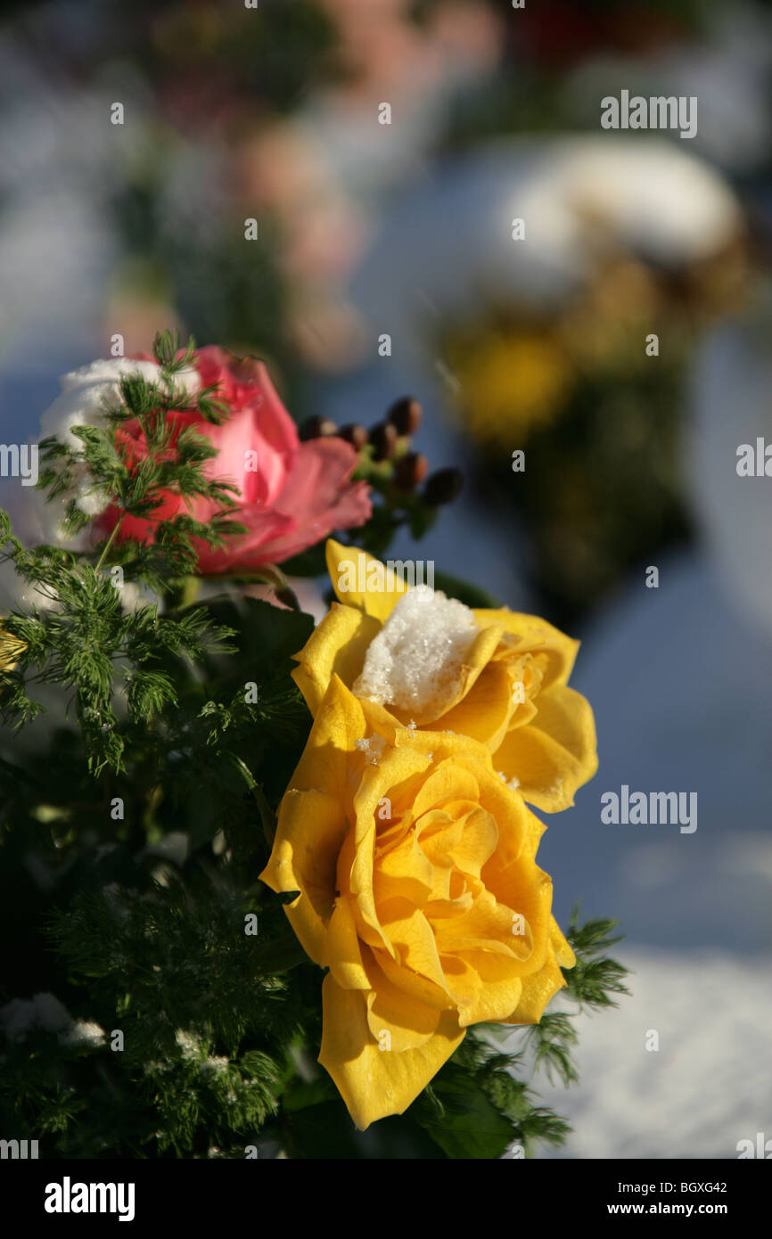 A yellow and pink rose covered in snow in a graveyard Stock Photo - Alamy