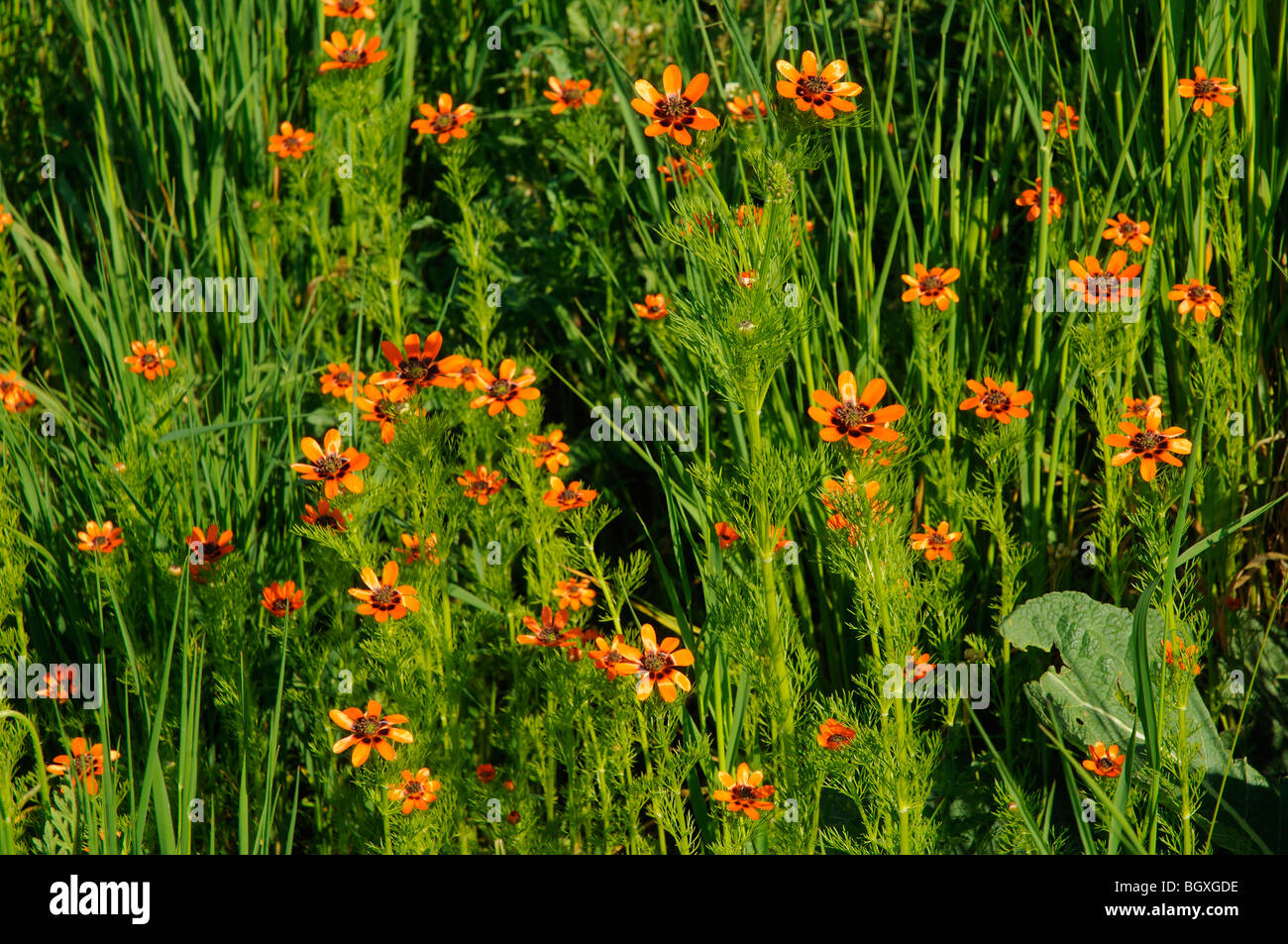 Summer Adonis (Adonis aestivalis Stock Photo - Alamy