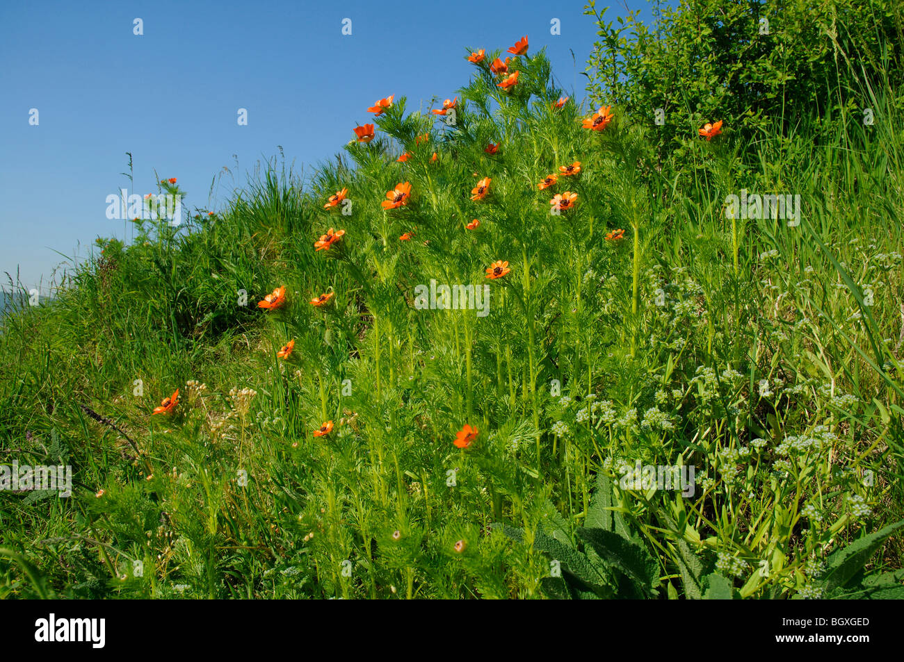 Summer Adonis (Adonis aestivalis Stock Photo - Alamy