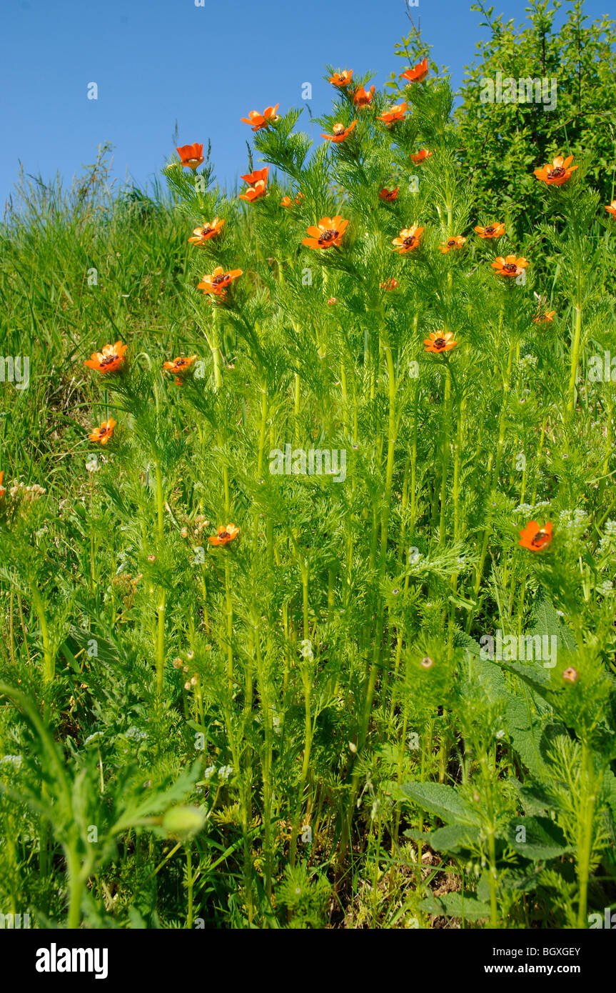 Summer Adonis (Adonis aestivalis Stock Photo - Alamy