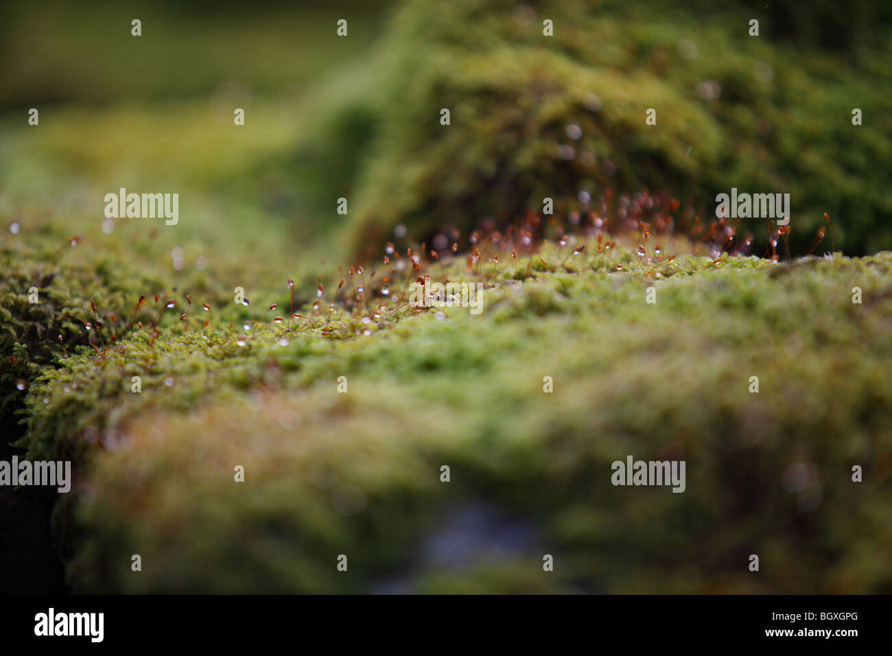 Moss and water hi-res stock photography and images - Alamy