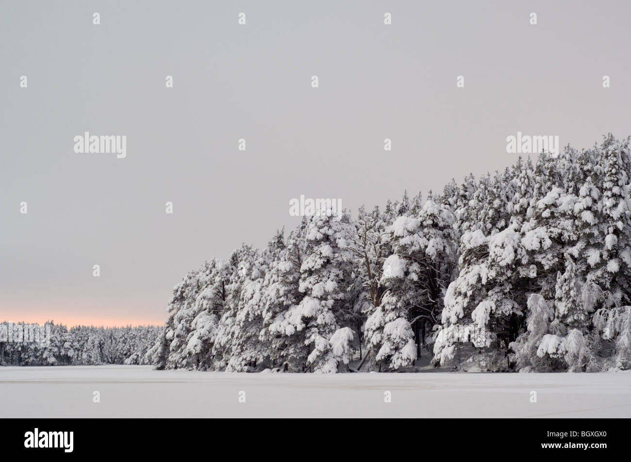 Frozen Loch Garten and Abernethy Forest Stock Photo - Alamy