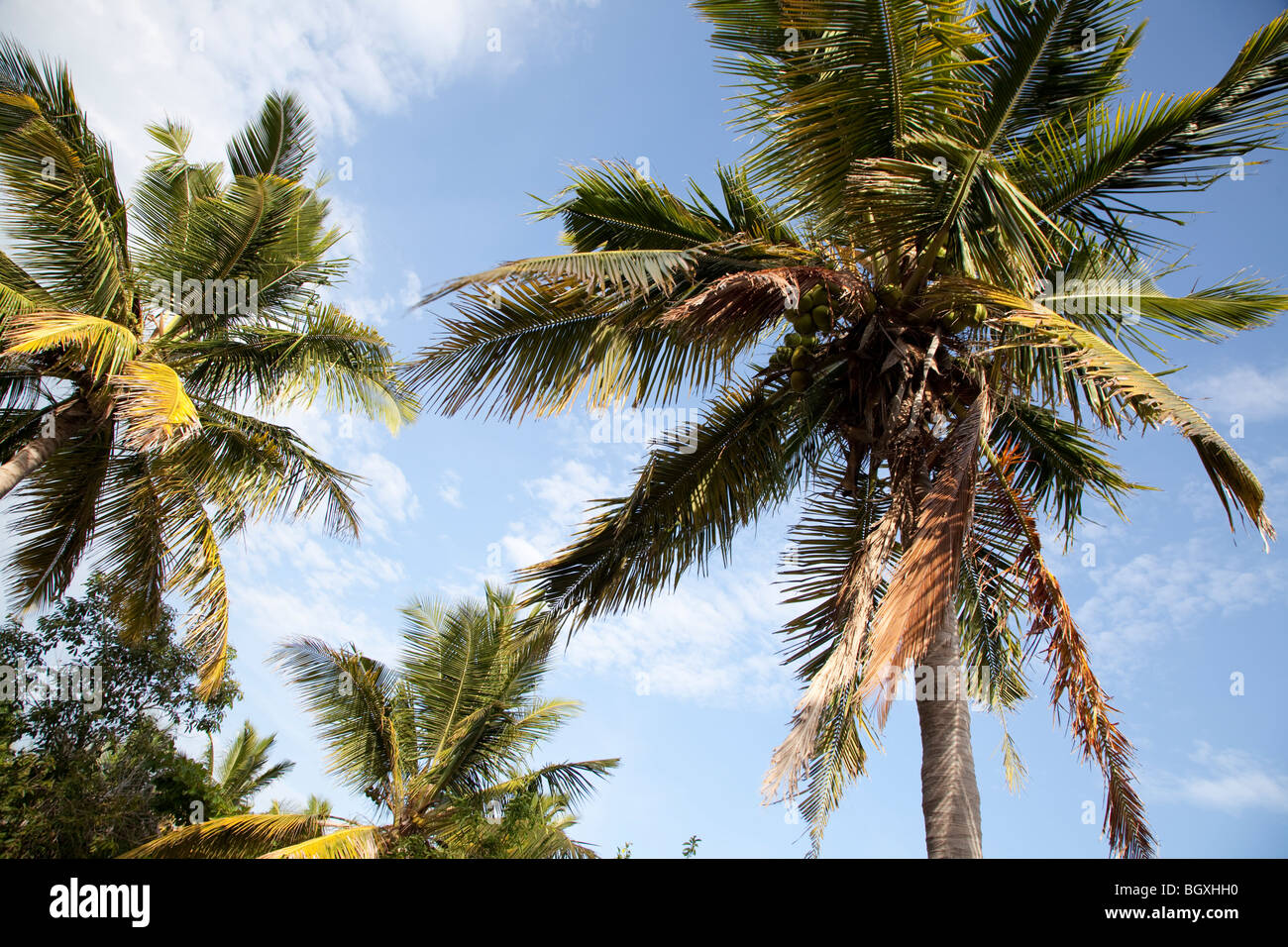 looking up at palm trees, Mozambique, East Africa Stock Photo - Alamy