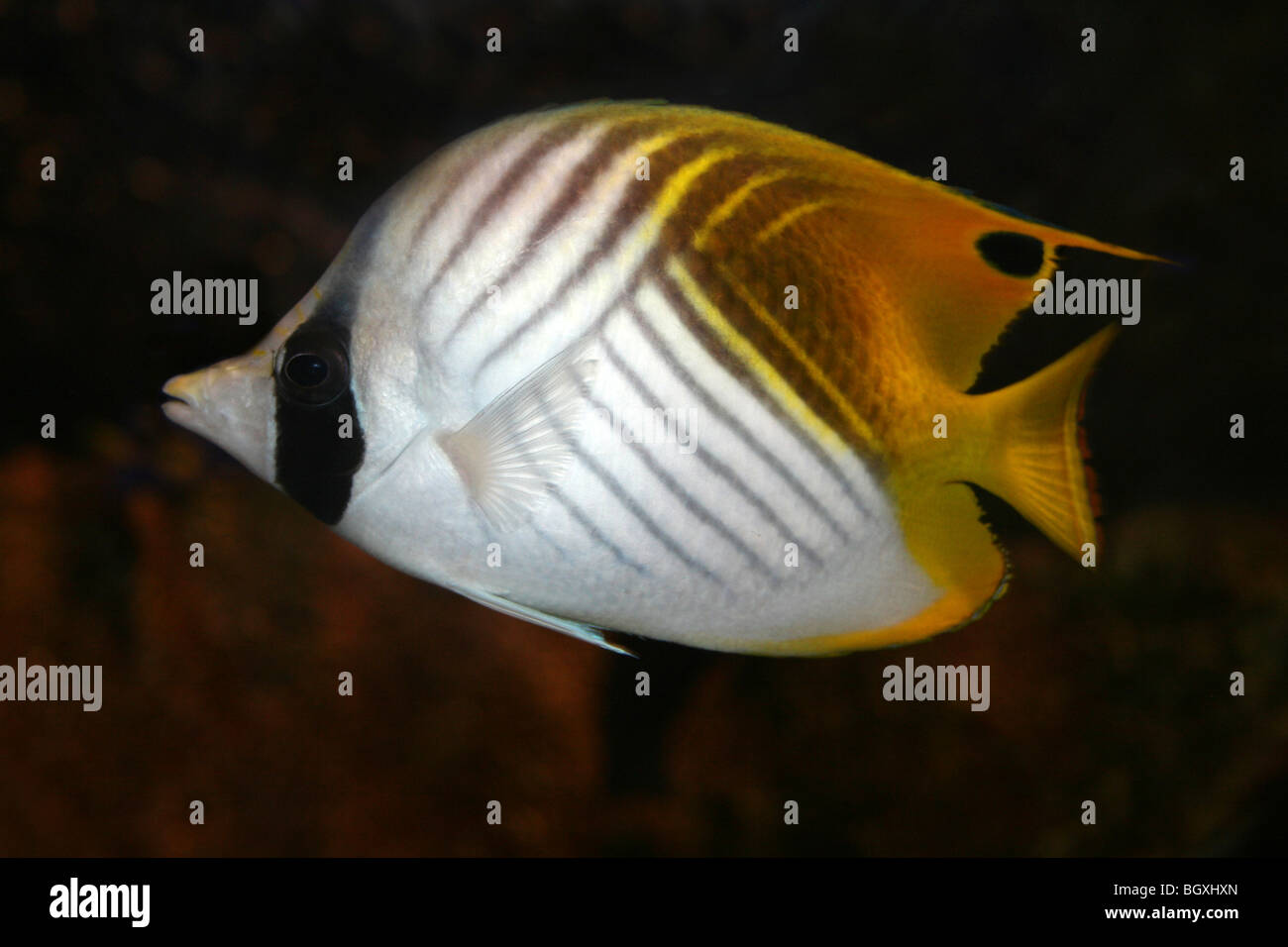 Auriga hi-res stock photography and images - Alamy