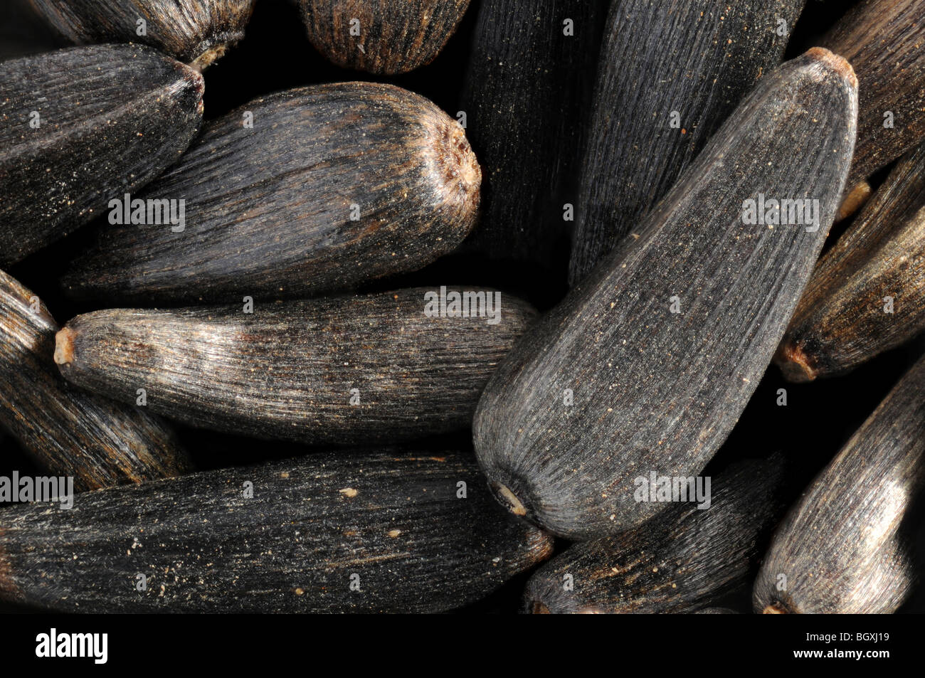 nyjer seeds in extreme close up,photographed using a light microscope ...
