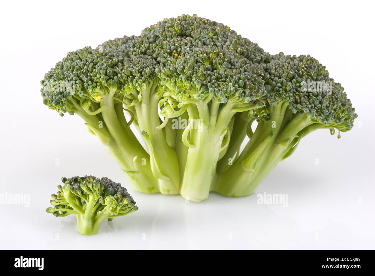 Forest green rich vegetation hi-res stock photography and images - Alamy