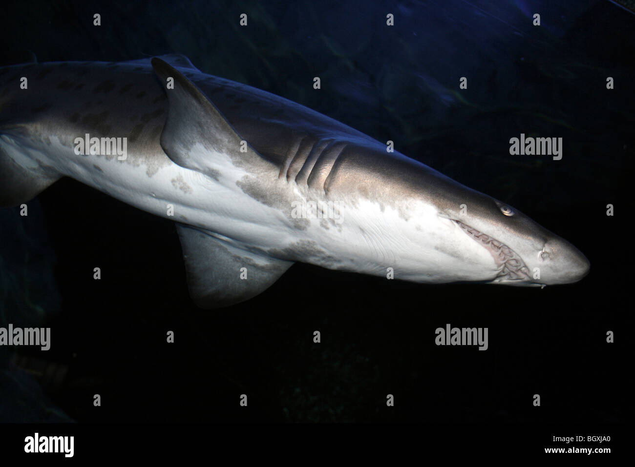 Sand tiger shark hi-res stock photography and images - Alamy