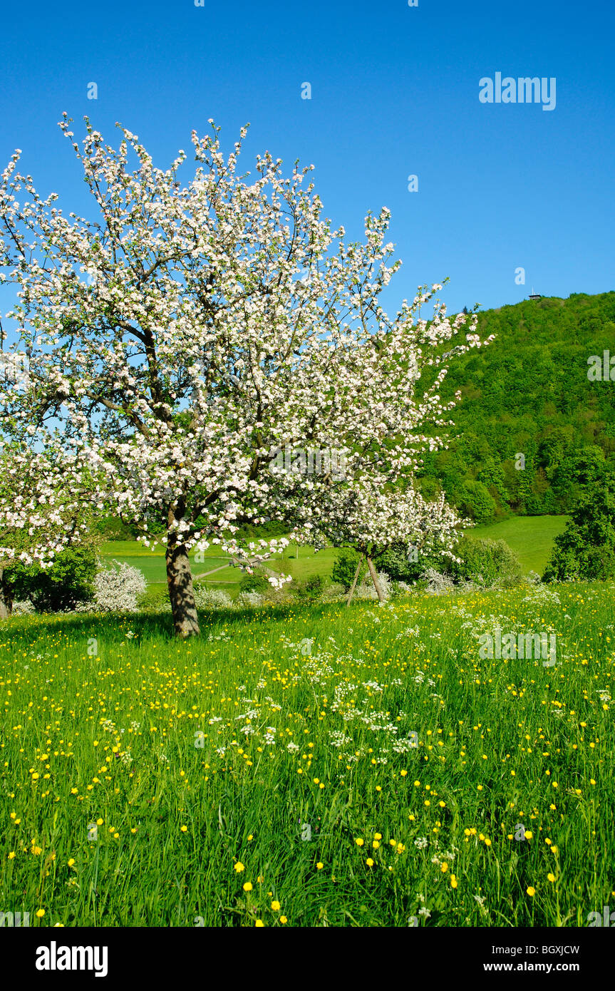 Fruit towers hi-res stock photography and images - Alamy