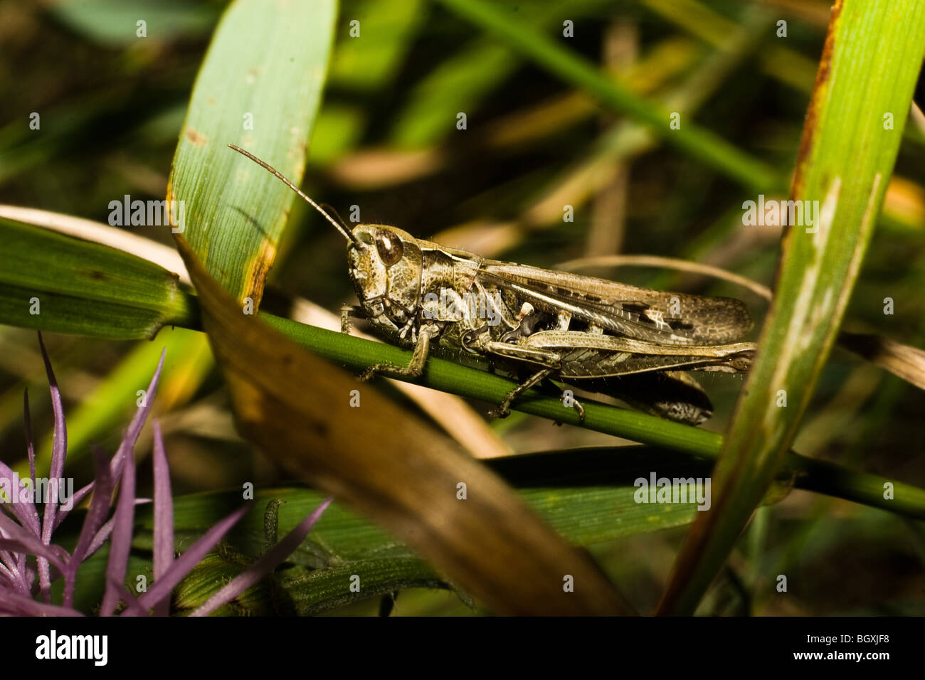 Large properties hi-res stock photography and images - Alamy