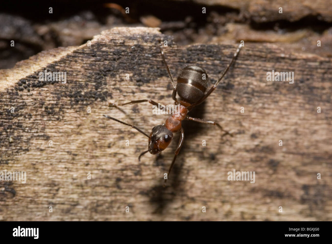 Qualities of body hi-res stock photography and images - Alamy