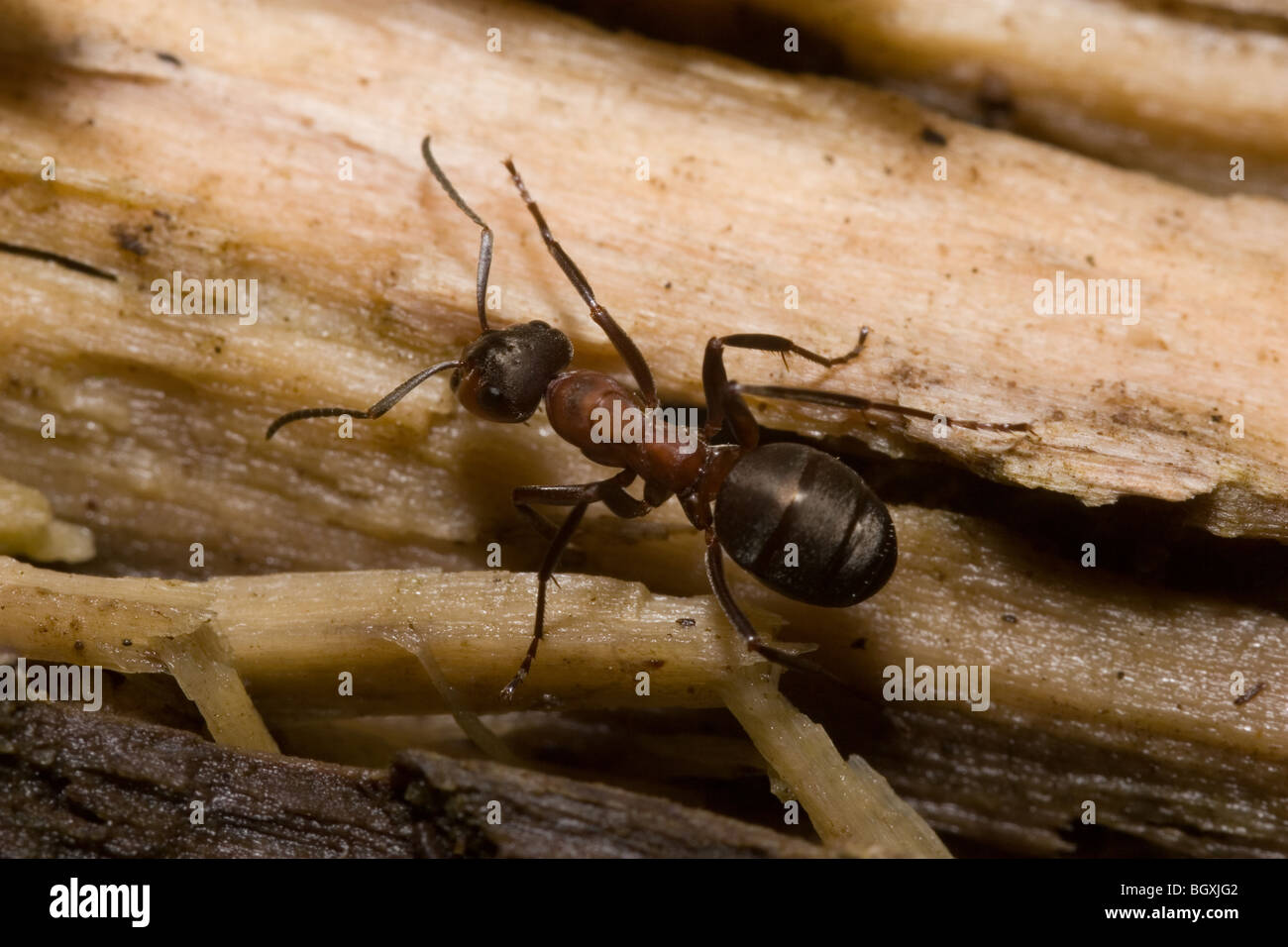 Qualities of body hi-res stock photography and images - Alamy