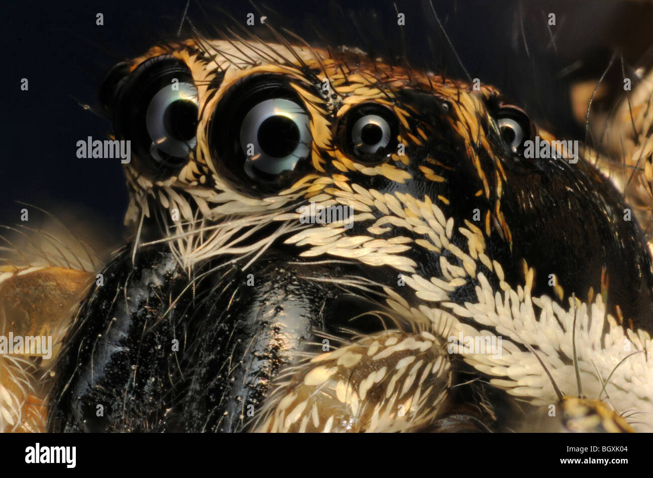 a photomicrograph of a jumping spider showing its amazing binocular ...