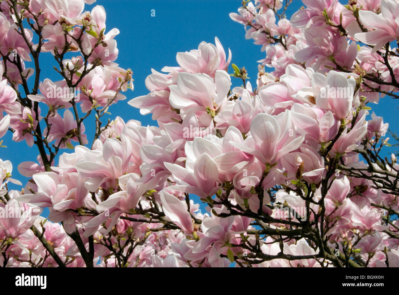 Magnolia tree deciduous tulip hi-res stock photography and images - Alamy