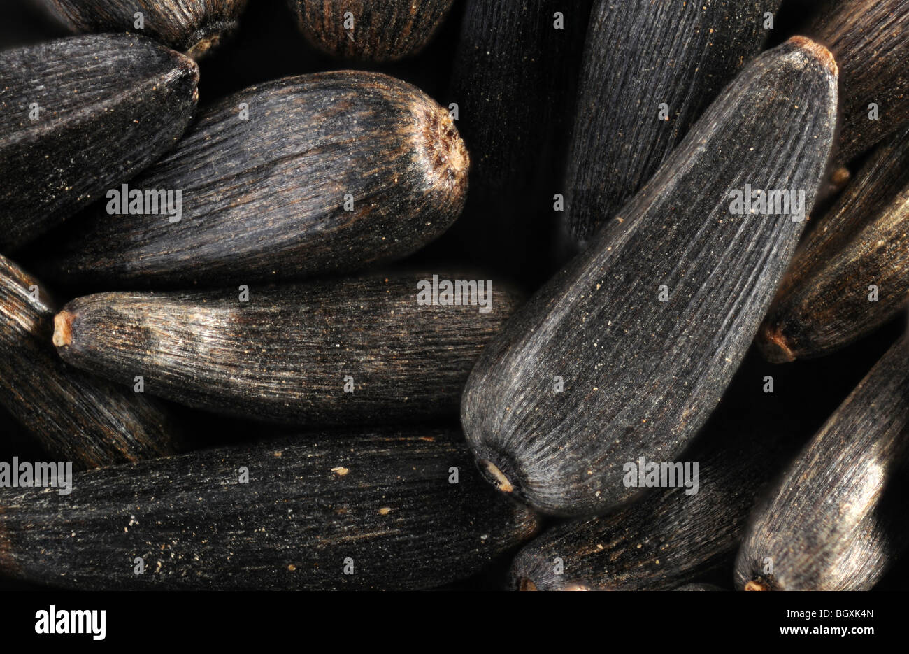 nyjer seeds in extreme close up,photographed using a light microscope ...