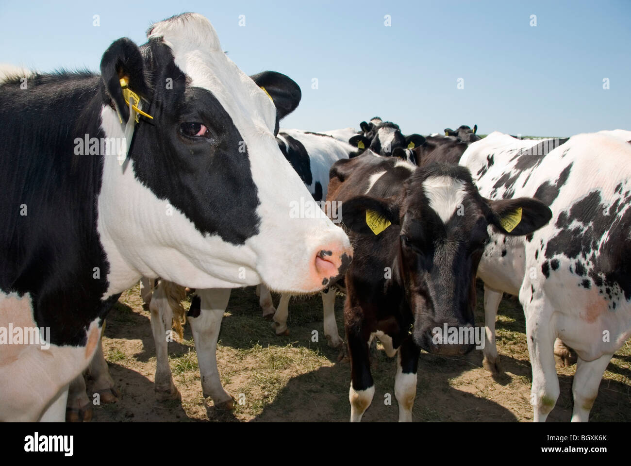 Cow germany hi-res stock photography and images - Alamy