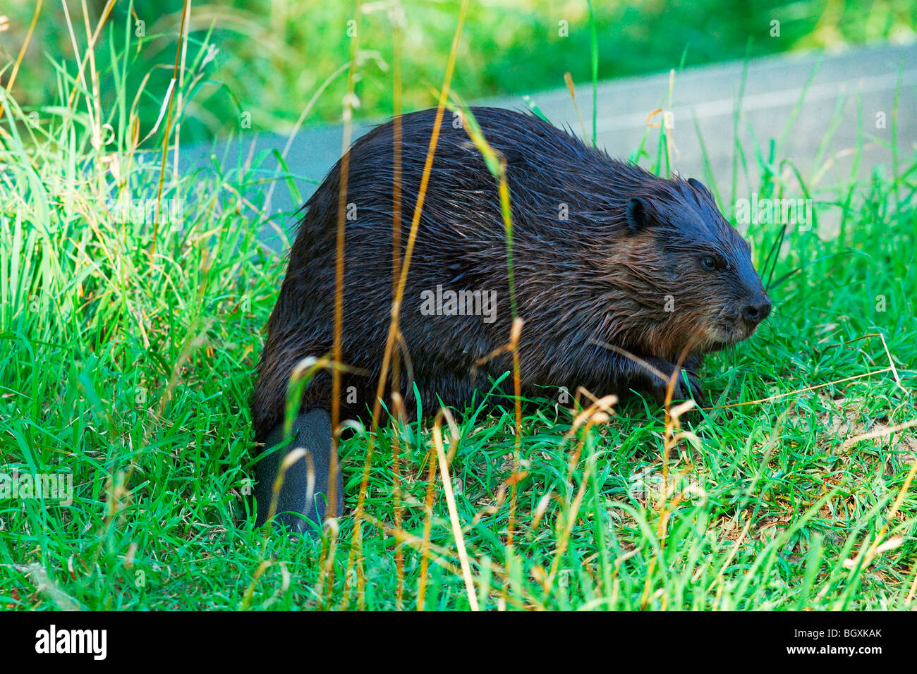 Beaver (Castor canadensis Stock Photo - Alamy