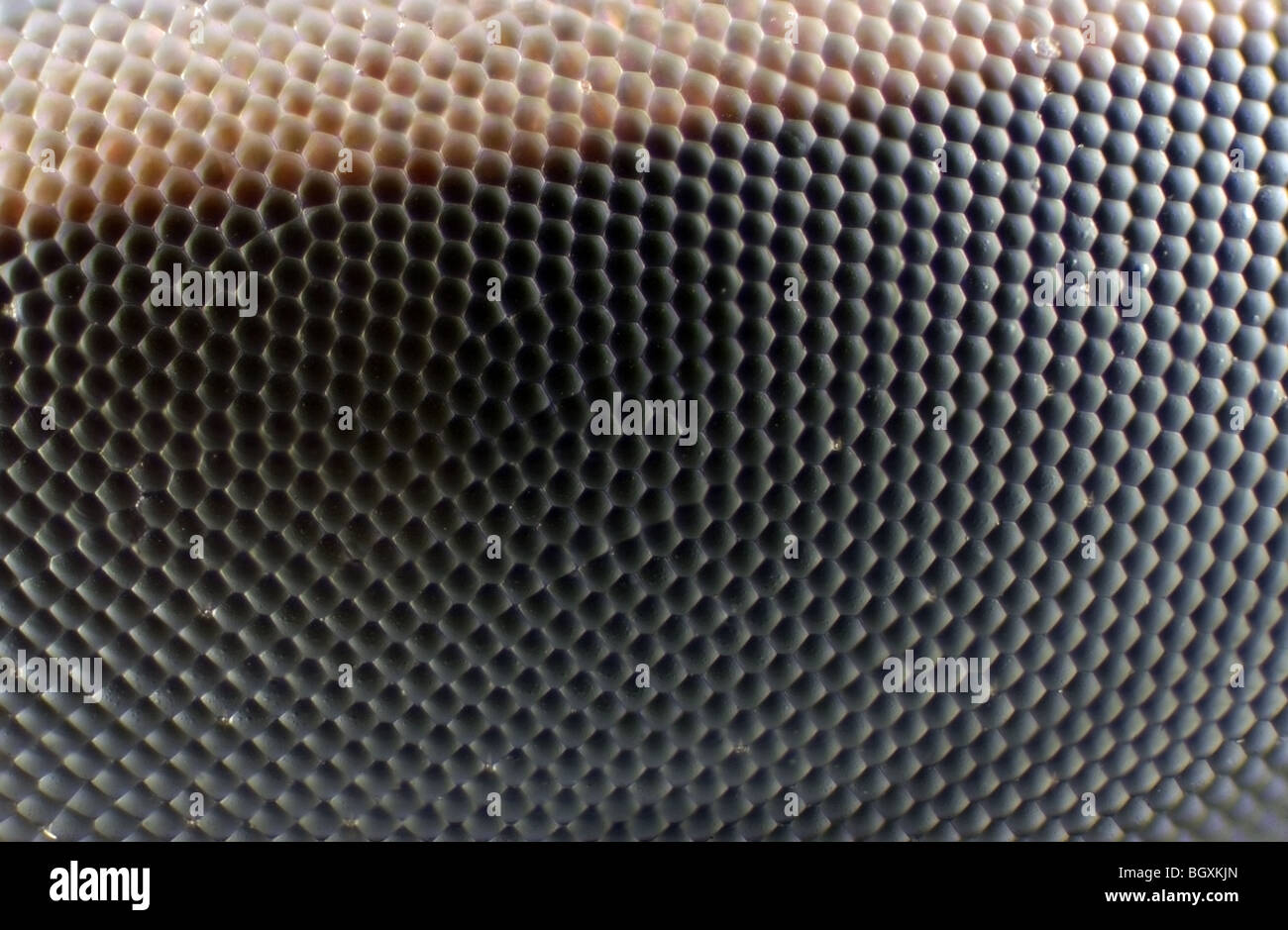 A photomicrograph of a wasp's eye showing the detail of the individual ...
