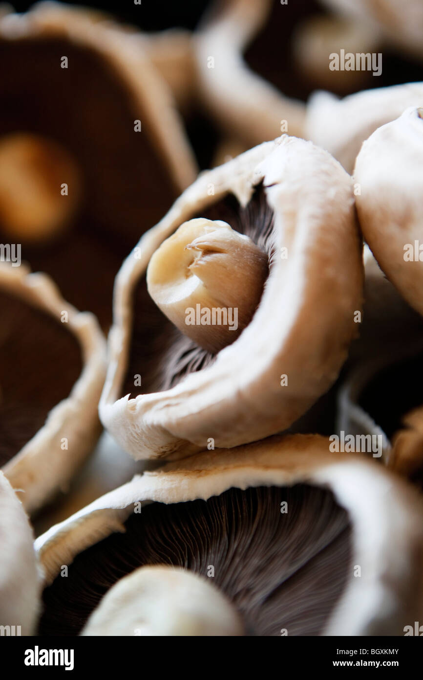 Field mushrooms hi-res stock photography and images - Alamy