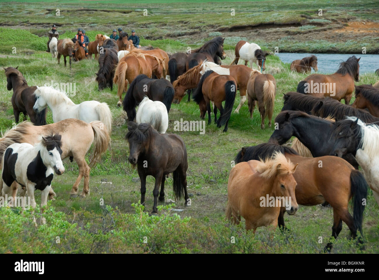 Hordes of horses hi-res stock photography and images - Alamy