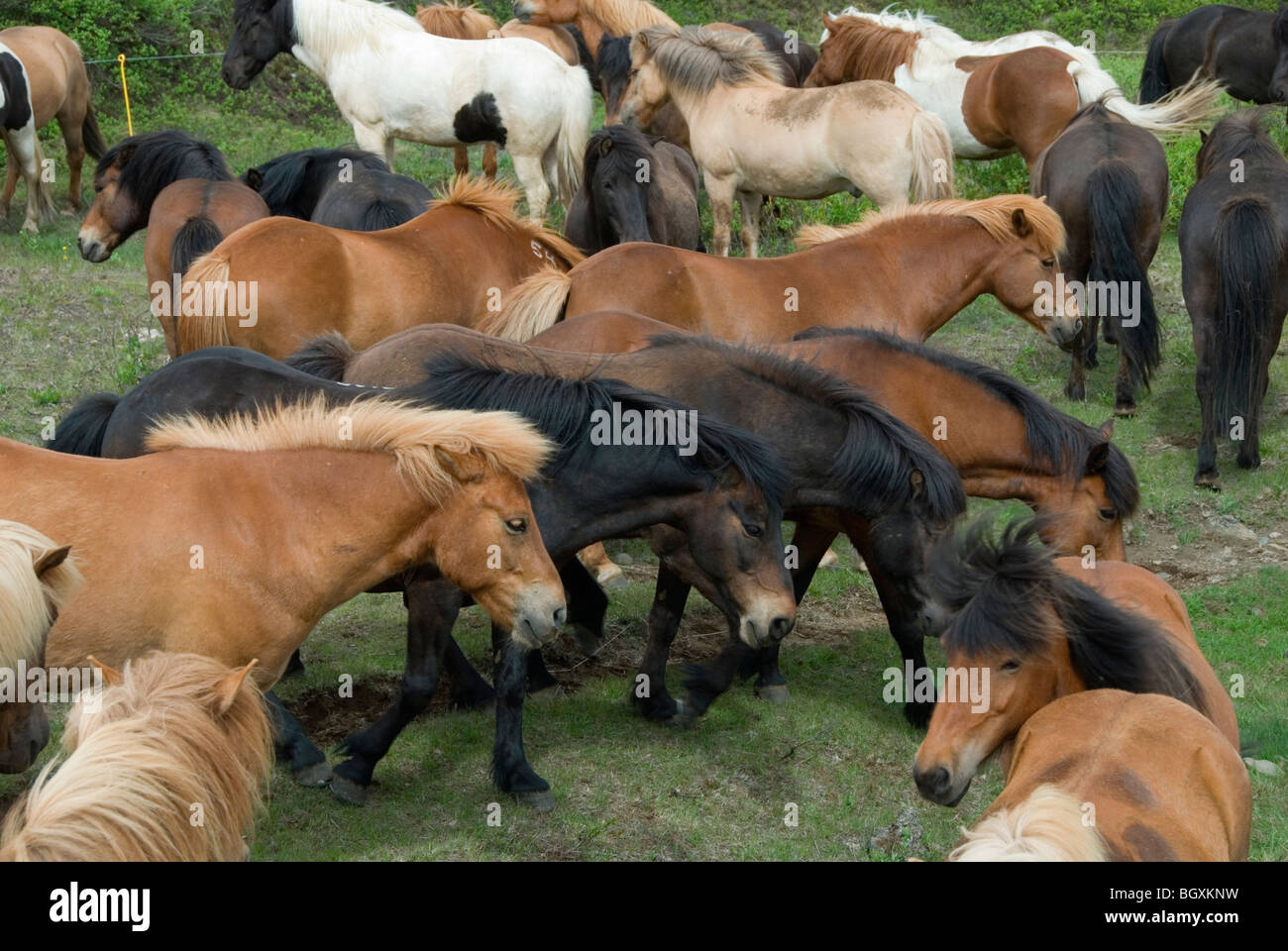 Hordes of horses hi-res stock photography and images - Alamy