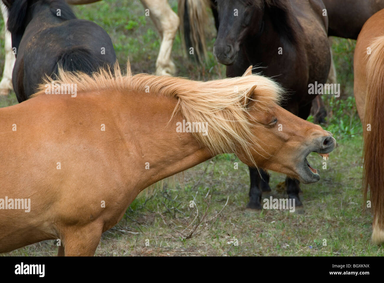 Hordes of horses hi-res stock photography and images - Alamy