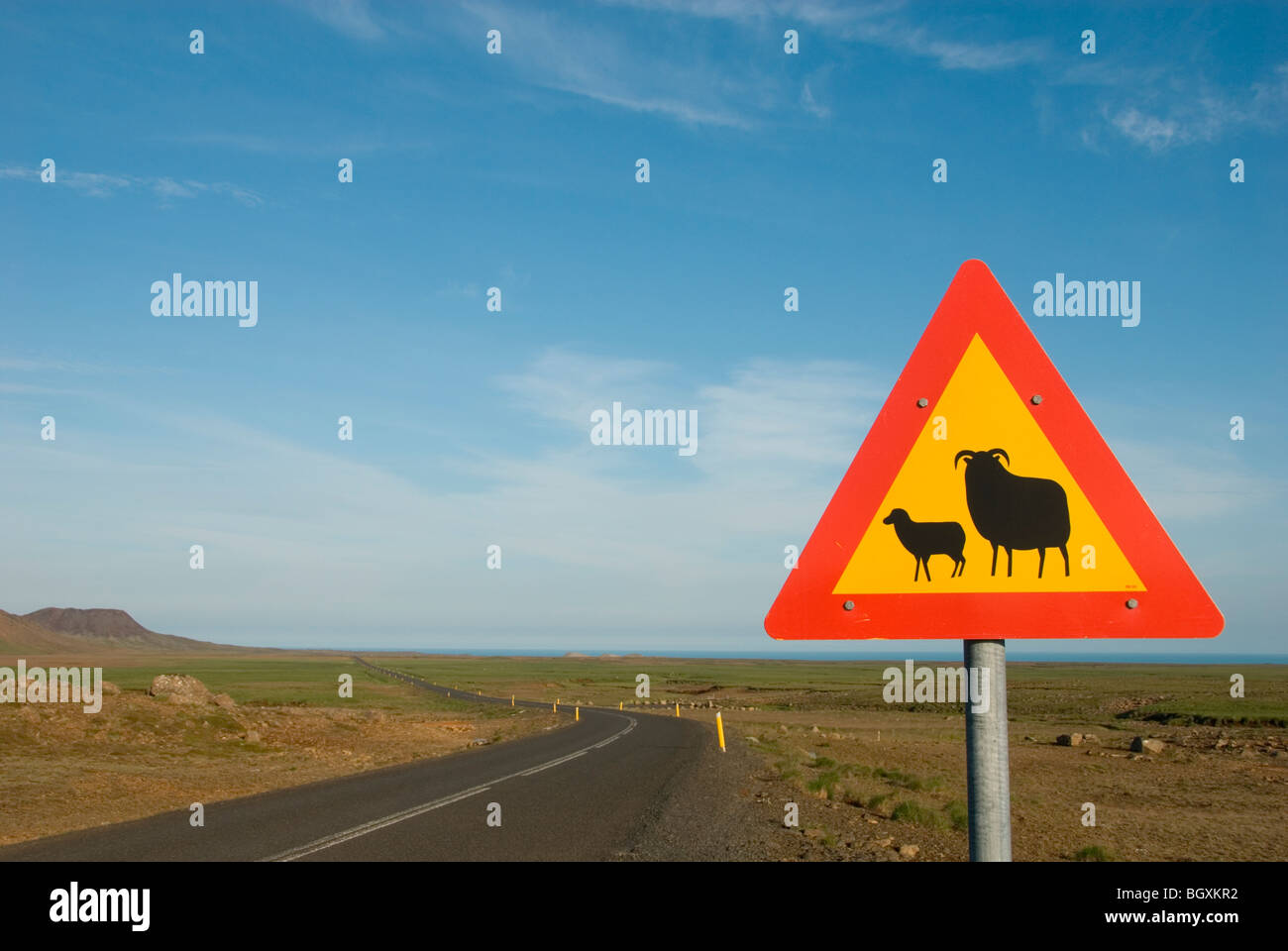 Caution sheep hi-res stock photography and images - Alamy
