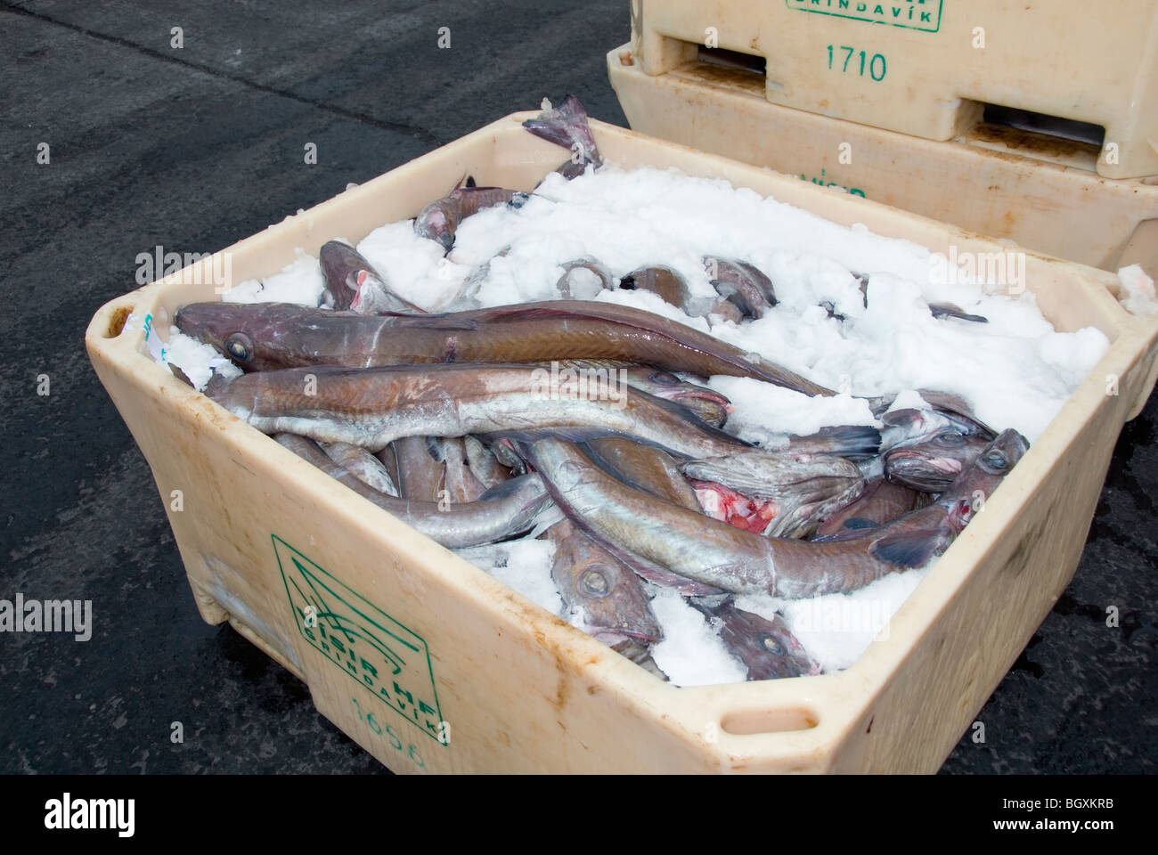 European conger fish hi-res stock photography and images - Alamy