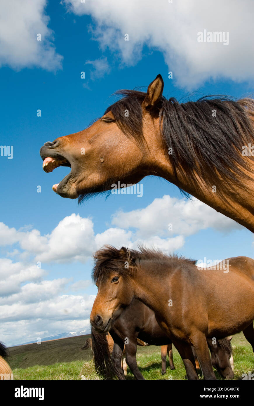 Hordes of horses hi-res stock photography and images - Alamy