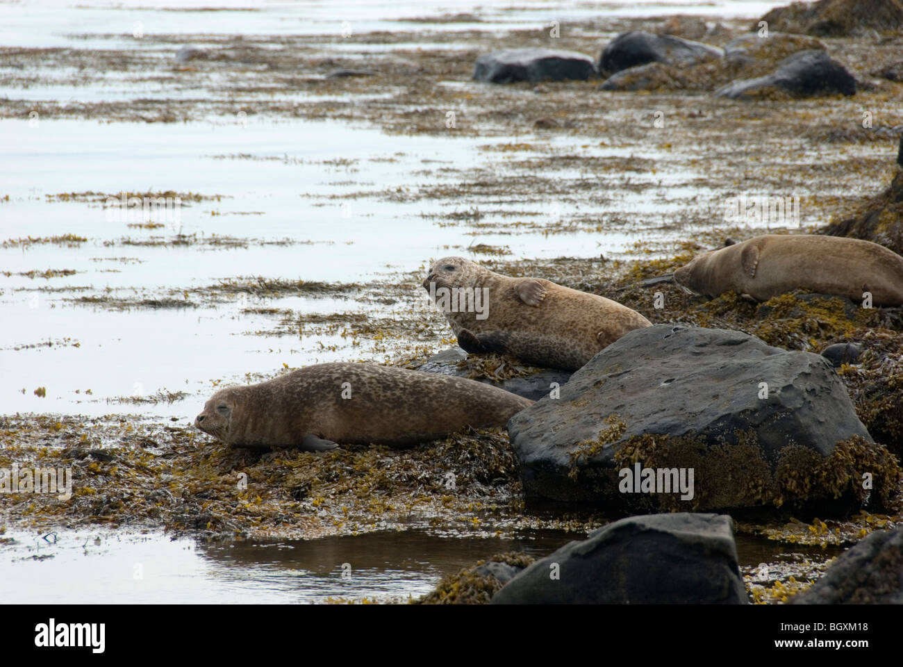 European seals hi-res stock photography and images - Alamy