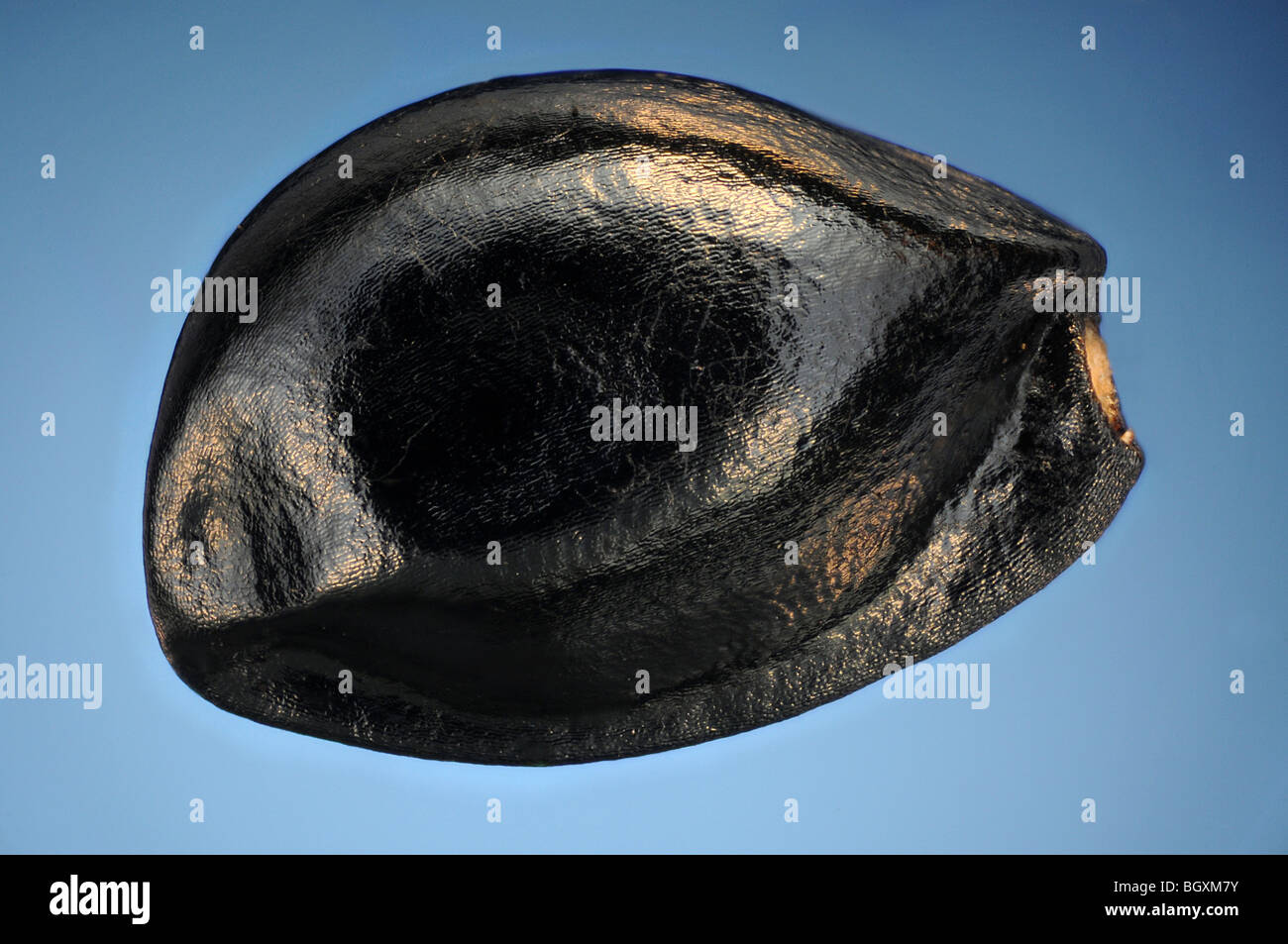Seed germinate microscope hi-res stock photography and images - Alamy