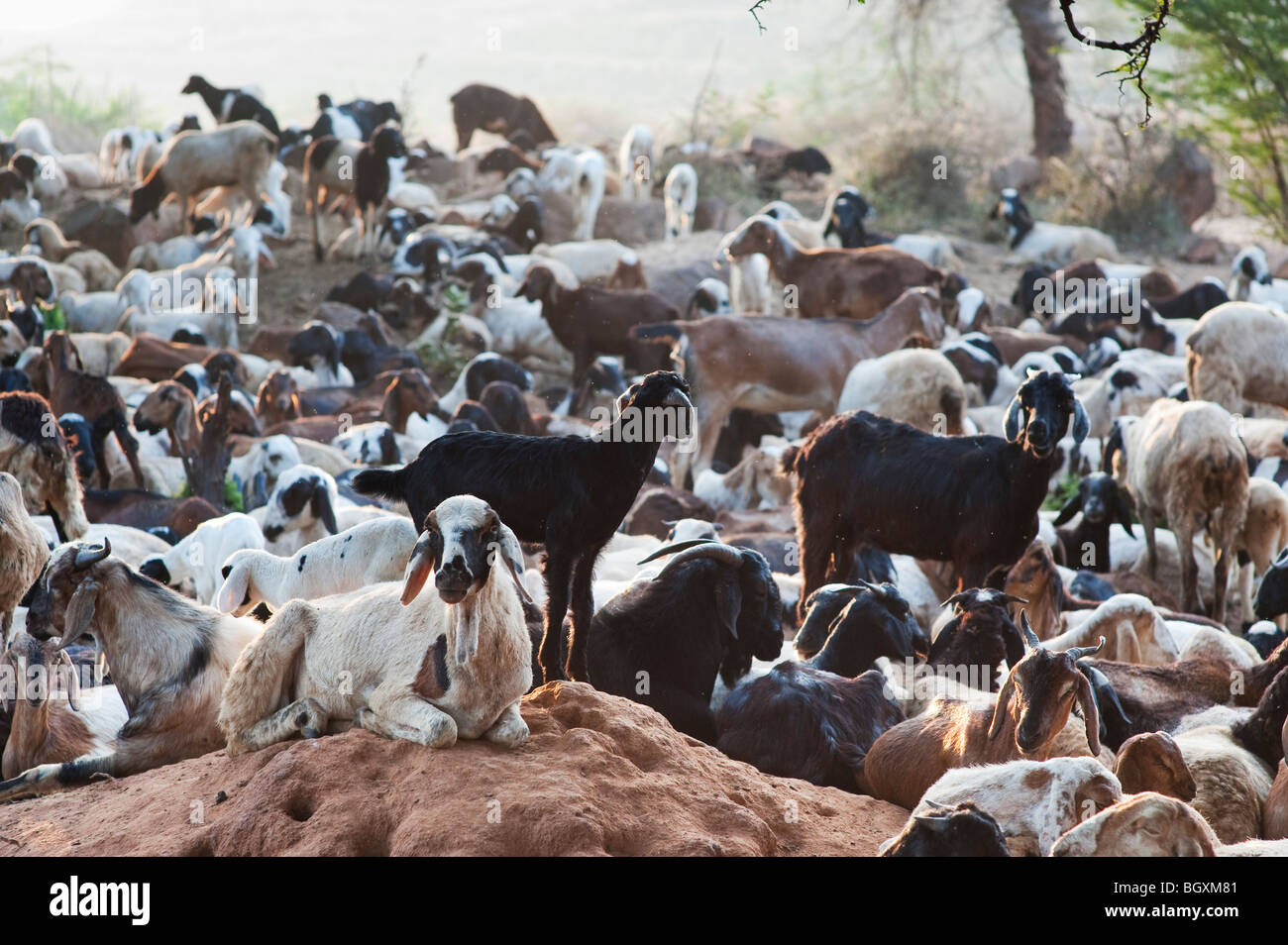 Indian Goats Farming