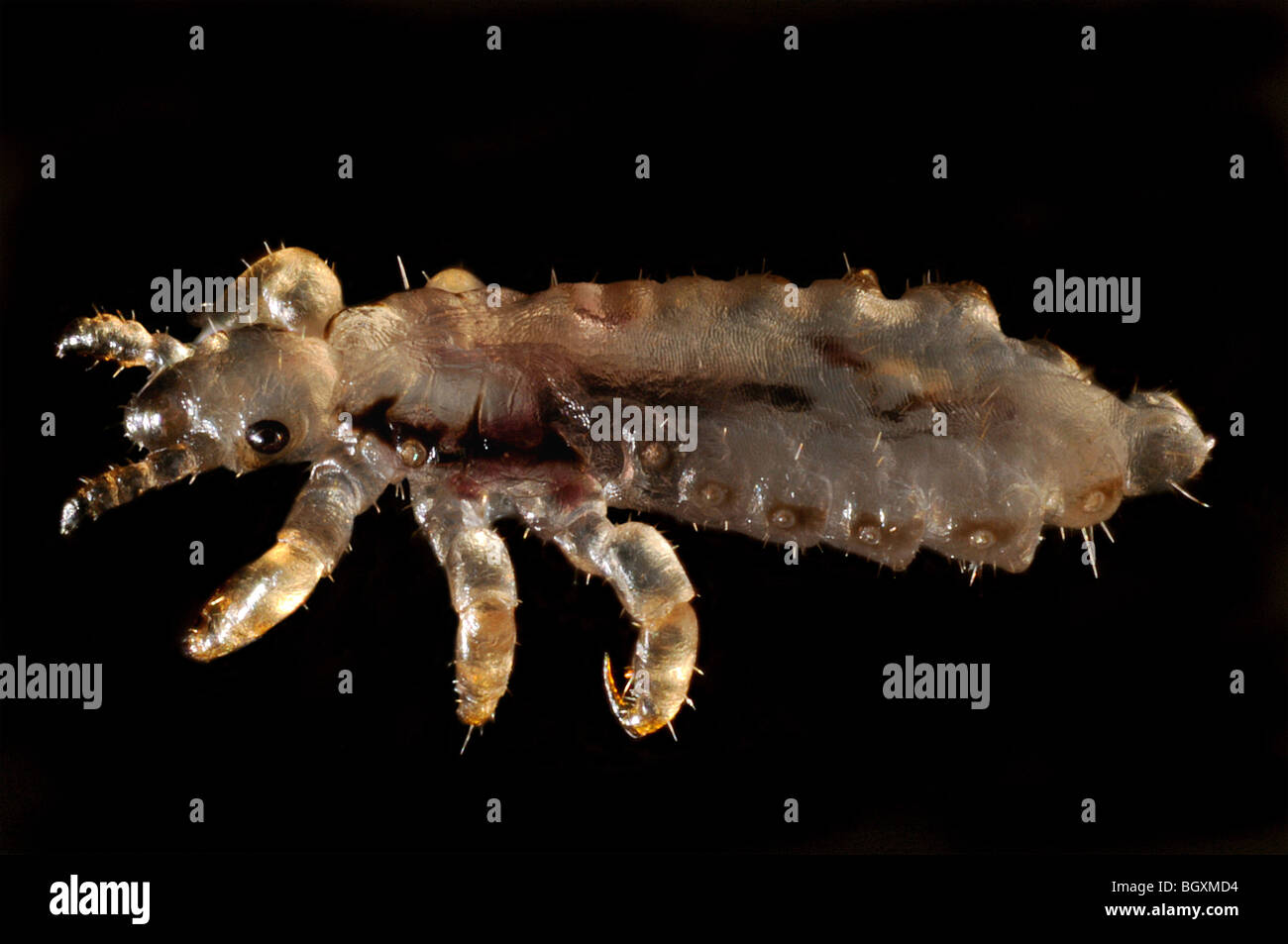 A head louse (Pediculus humanus capitus) against a black background ...