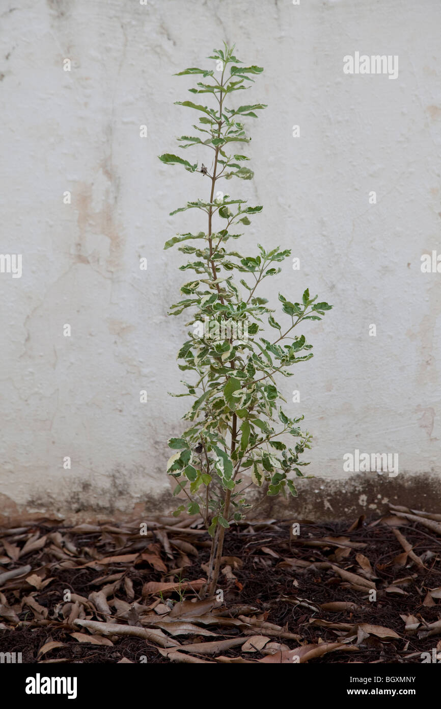 One tree and a wall hi-res stock photography and images - Alamy