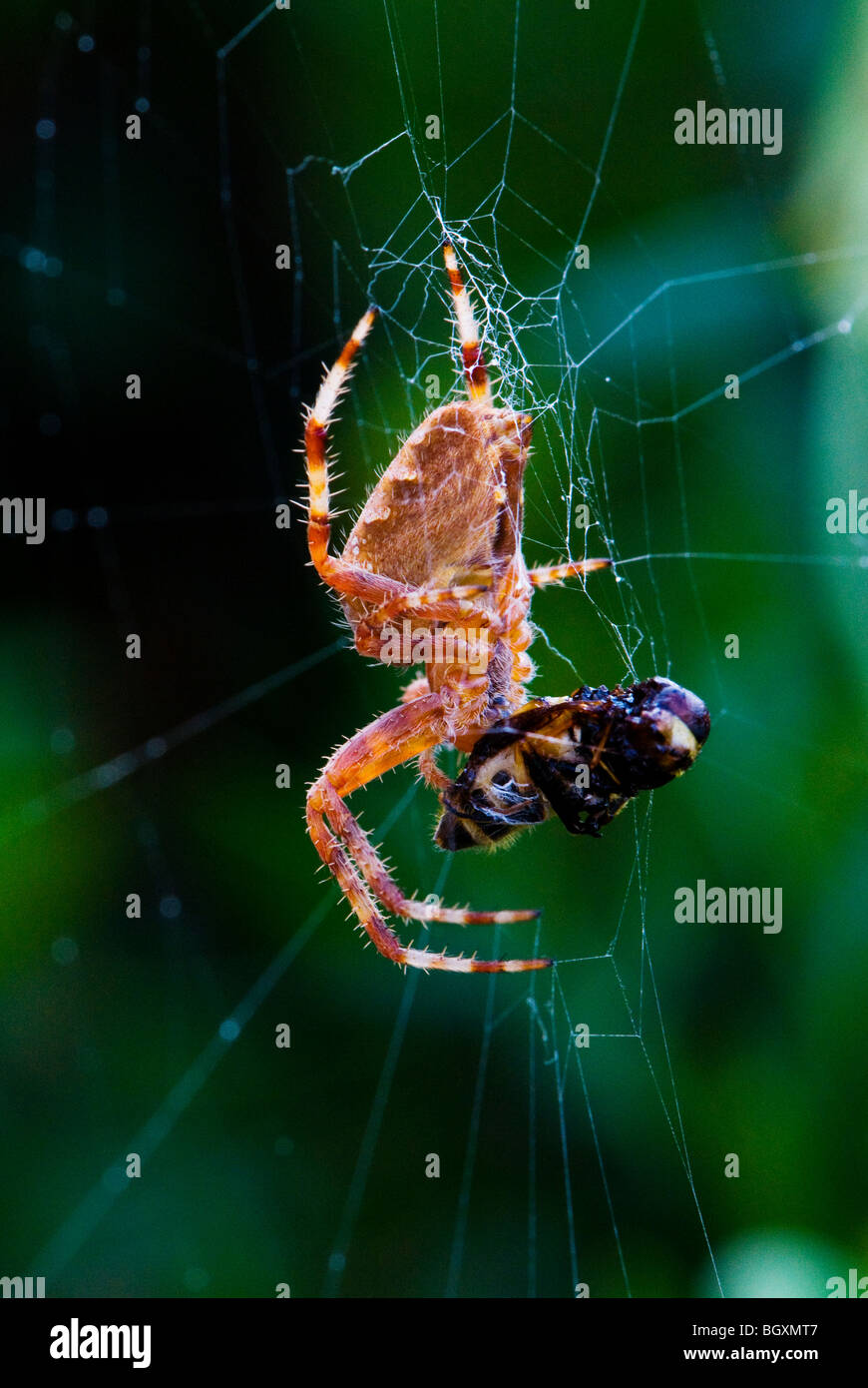 spider with prey caught in webs Stock Photo - Alamy