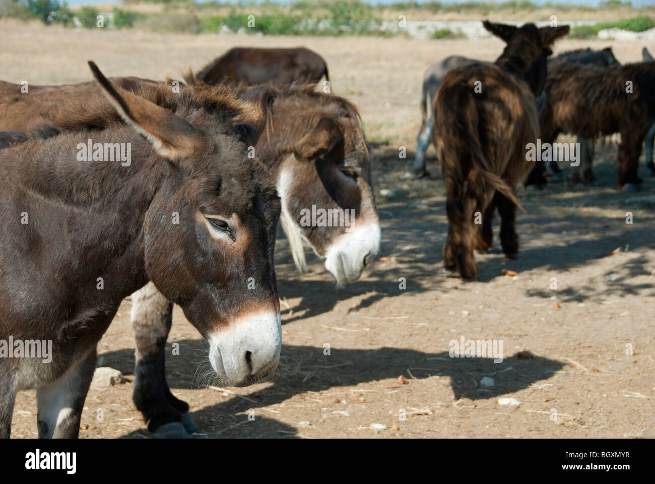 Poitou donkeys hi-res stock photography and images - Alamy